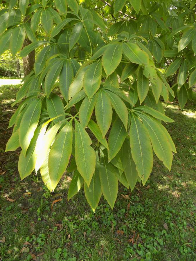 Ohio Buckeye | MSD